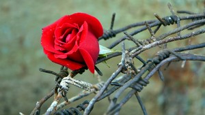 The Most Famous Poem Ever Written: Examining the Burda of Imam al ...